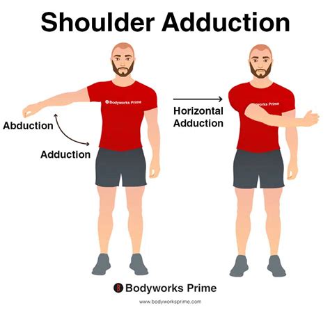 Pectoralis Major Muscle Anatomy Bodyworks Prime