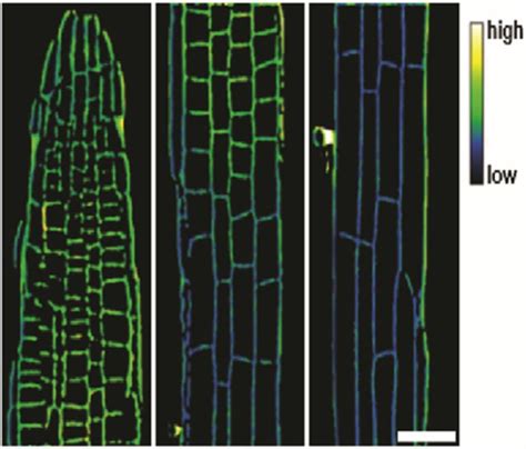 computational modeling and quantitative physiology reveal central parameters for brassinosteroid