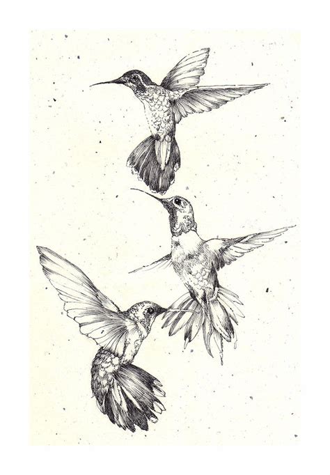 Hummingbirds Drawing By Deborah Wetschensky Fine Art America