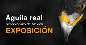 Top 95 Imagen Que Significa El Aguila Real De La Bandera De Mexico