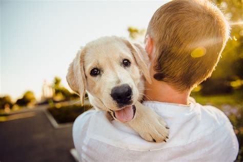 Soñar con Perros Amigables SIGNIFICADO COMPLETO