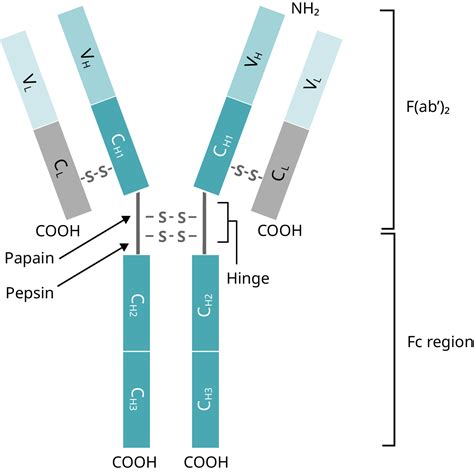 Oligonucleotides Lcms