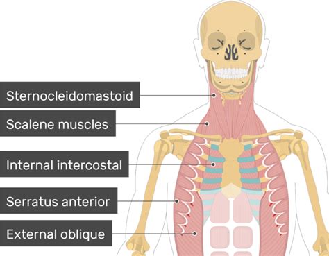 Intercostal Muscles Diagram
