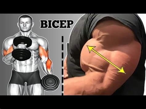 Perfect Bicep Exercises To Get Wider Biceps Youtube
