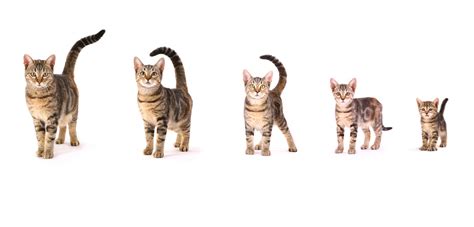 Conoce Las Diferentes Etapas De La Vida De Tu Gato