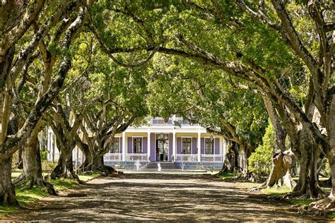 Discover The Labourdonnais Orchards In Mapou In The North Of Mauritius