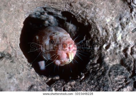 Naked Molerat Guarding Underground Tunnel Heterocephalus Stock Photo