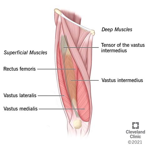 Quad Leg Muscles Anatomy Labeled Diagram Vector