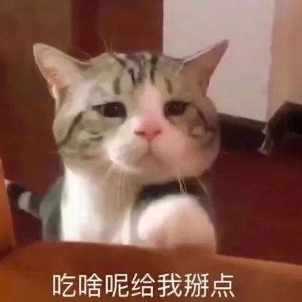 GIF吃啥呢给我掰点