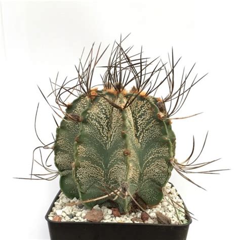 Astrophytum Capricorne V Niveum Cactus Y Suculentas Online