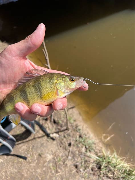 Yellow Perch Photo By Eric Packard Maryland Fisheries Service DNR