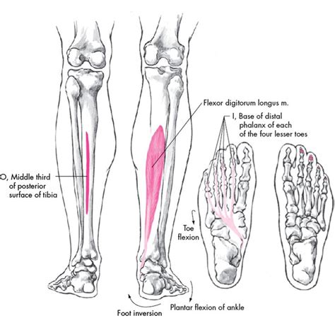 Flexor Digitorum Longus Origin And Insertion Anatomy Anatomy And