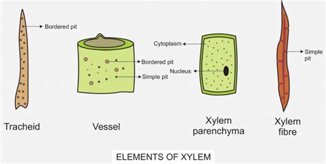 Components Of Xylem CBSE Class Notes Online Classnotes123