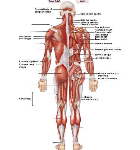 Muscle Body Figure Posterior Diagram Quizlet