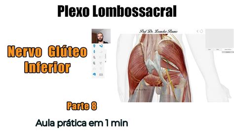 Plexo Lombossacral Nervo Gl Teo Inferior Anatomia Humana Anatomia
