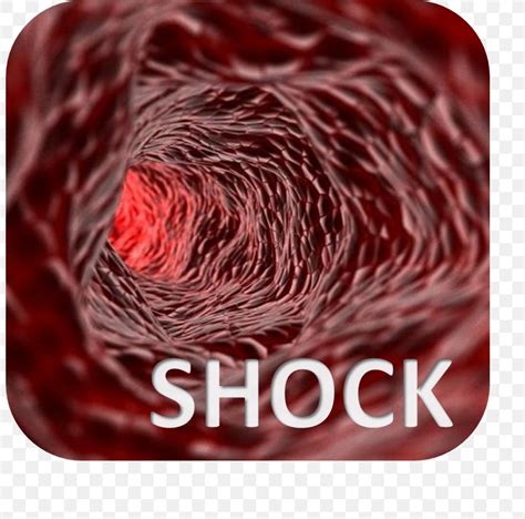 Perfusion Blood Vessel Septic Shock Endothelium Png X Px