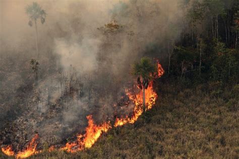 Conservation News On Habitat Destruction