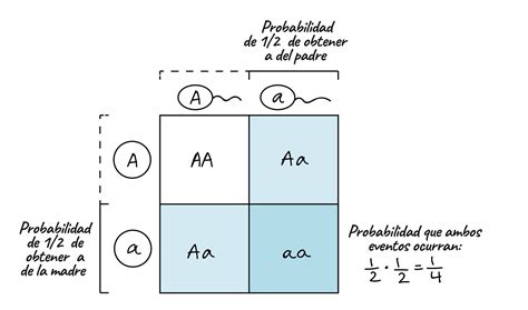Ejercicios Resueltos De Leyes De Mendel