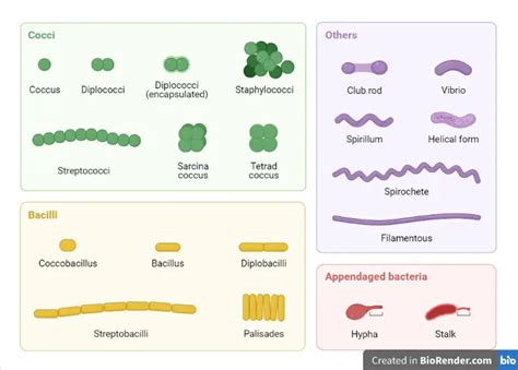 Classification Of Bacteria Microbe Online