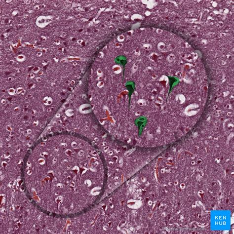 Histology Of Neurons Morphology And Types Of Neurons Kenhub