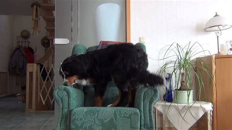 Penny Geht Bubu Machen YouTube