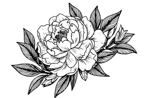 Peony Flower And Leaves Drawing Vector Hand Drawn Engraved Ink