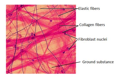 Areolar Tissue Diagram Class