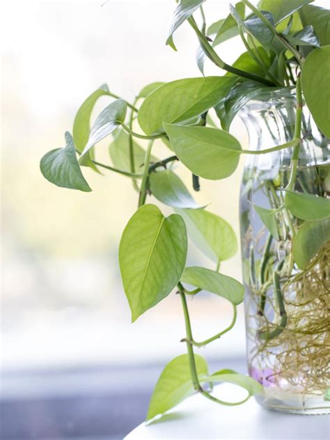 Lovely Ways To Display Your Trailing Plants