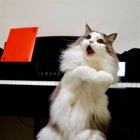 Create Meme Ragdoll Funny To Play Music Pictures Meme Arsenal