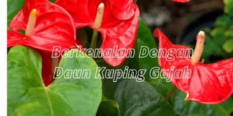 Kenali Karakteristik Dan Manfaat Tanaman Kuping Gajah PT Bermutu
