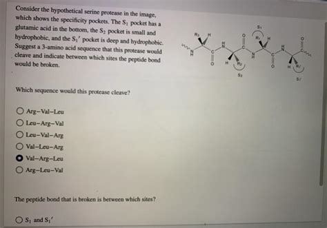 Solved Consider The Hypothetical Serine Protease In The Chegg