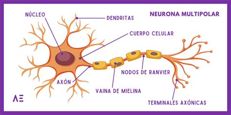 Partes De Las Neuronas Y Sus Funciones