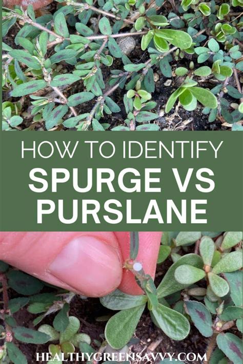 Spurge Vs Purslane Purslane Look Alikes To Know Avoid