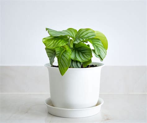 Details 100 Imagen Macetas Con Plantas De Interior Abzlocal Mx