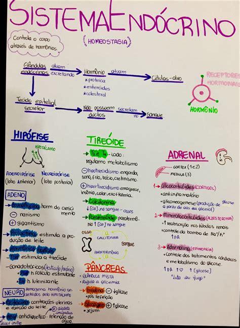 Mapas Mentais Sobre SISTEMA ENDOCRINO Study Maps