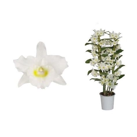Bamboe Orchidee Dendrobium Nobile Apollon 2 Tak D 12 H 50 Cm