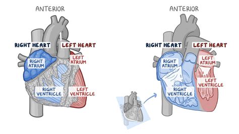 Posterior And Anterior View Of The Heart