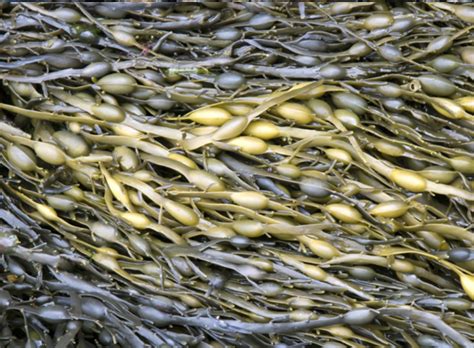 Seaweed Source Seaweed Extract Flakes Or Powder Liquid Seaweed