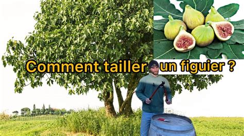 Comment Tailler Un Figuier YouTube