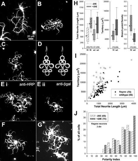 Filagree Phenotype Identified In Brain Neurons In Primary Cell Culture