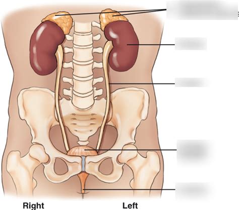 Diagram Urinary System Anatomy Diagram Quizlet