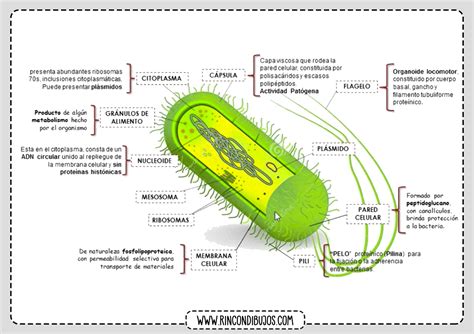 Celula Procariota Partes Rincon Dibujos