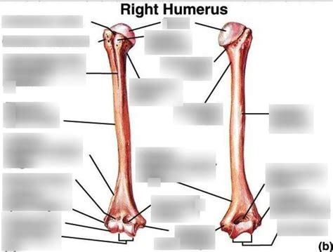 Humerus Anatomy Diagram Quizlet