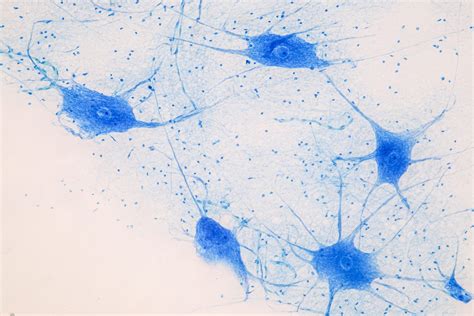 Neurons Nerve Cells Structure Function Types