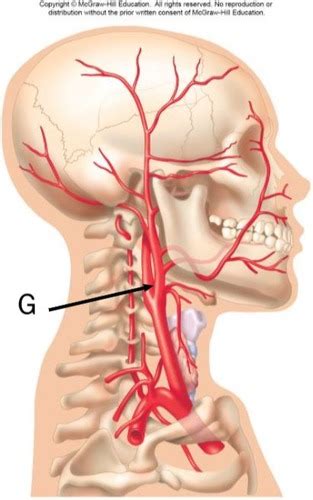 Blood Vessels Flashcards Quizlet
