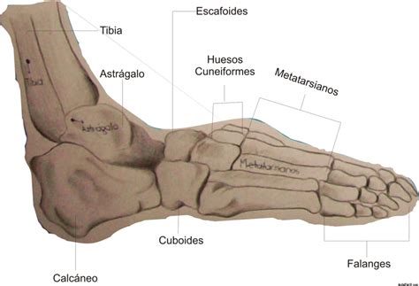 Huesos De Los Pies Pedicura