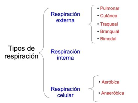 Tipos de respiración cuáles son y cuántos hay Diferenciador
