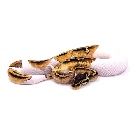 Python Regius Fire Pied Python Royal REPTILIS