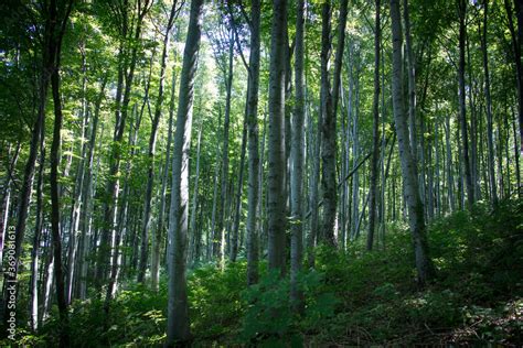 Fototapeta Park Pejza Las Brzoza Drzewa Dekowizja Pl