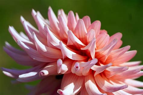Blomma Dahlia Bloom Gratis foto på Pixabay Pixabay